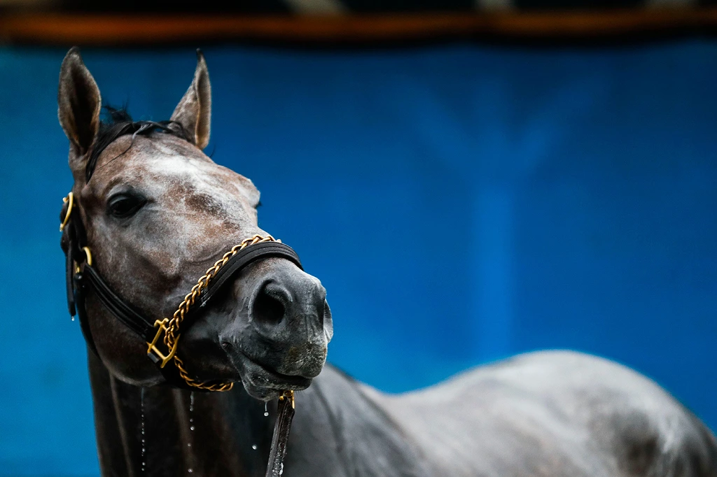 Wood Memorial Stakes Picks and Predictions for Saturday, April 4
